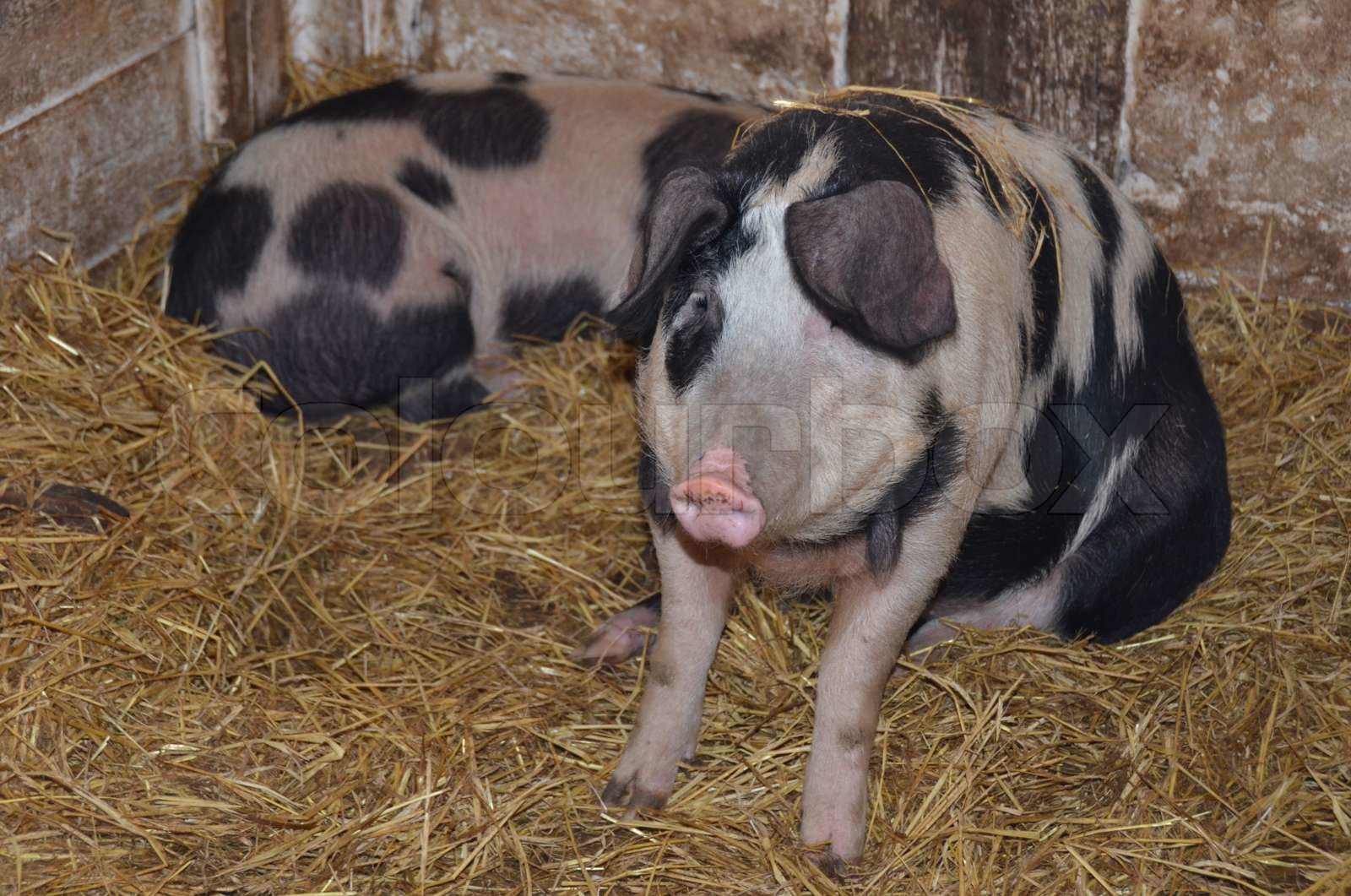 Black and White Danish Landrace pigs - Sortbroget dansk landracesvin ...