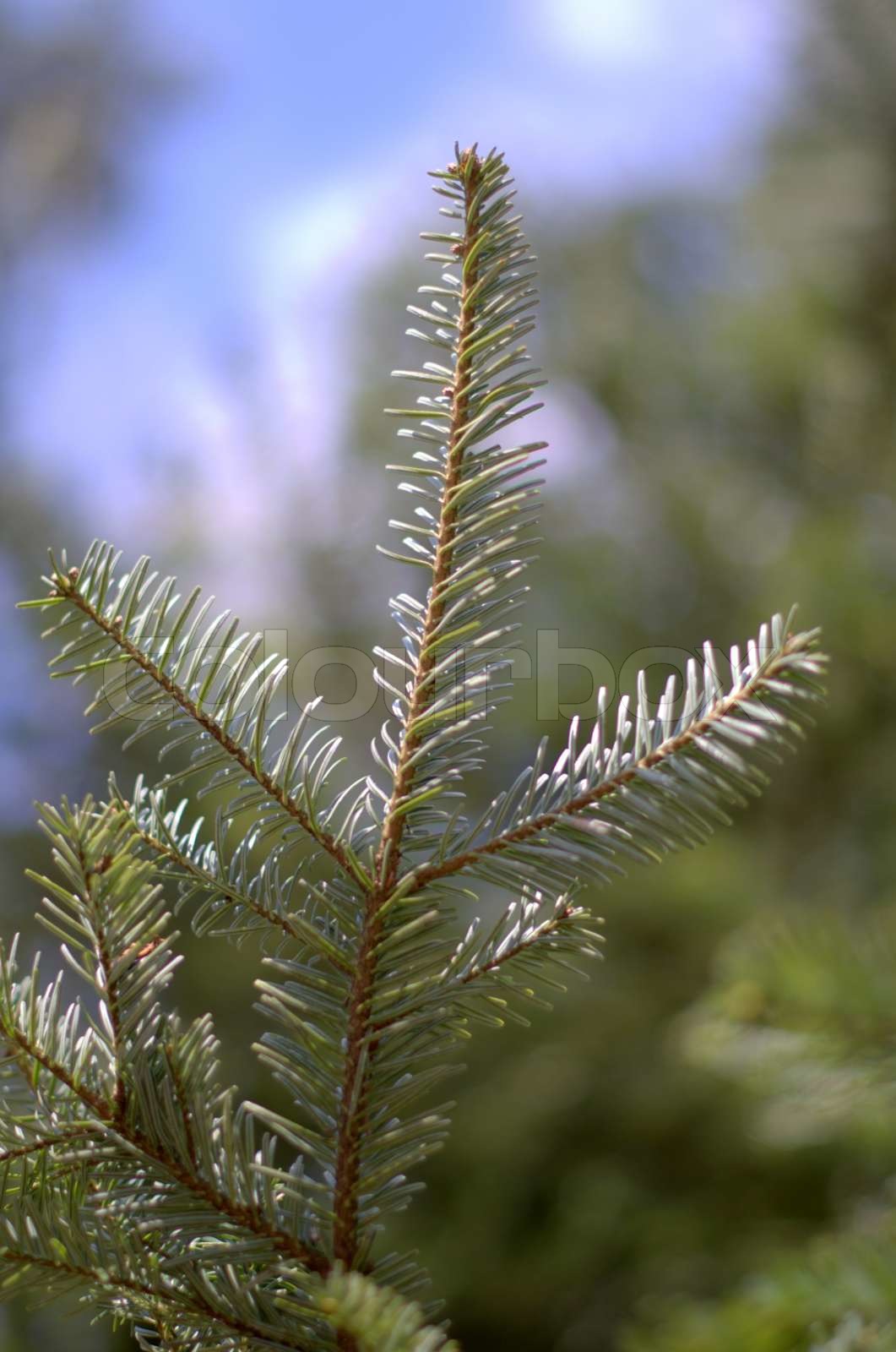 | Stock Bild | Colourbox