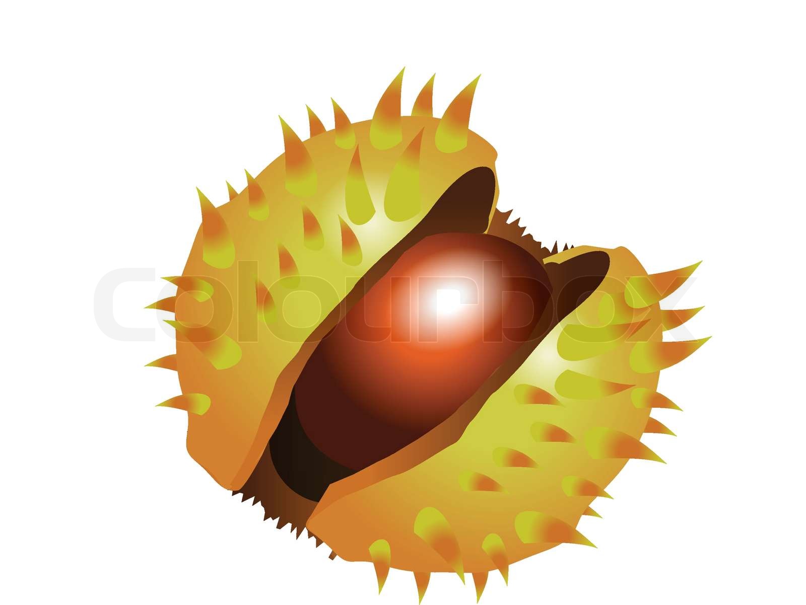 CONKER | Stock vector | Colourbox