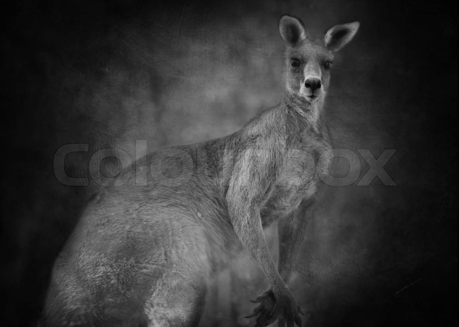 Australian kangaroo (Macropus giganteus) in black and white | Stock ...