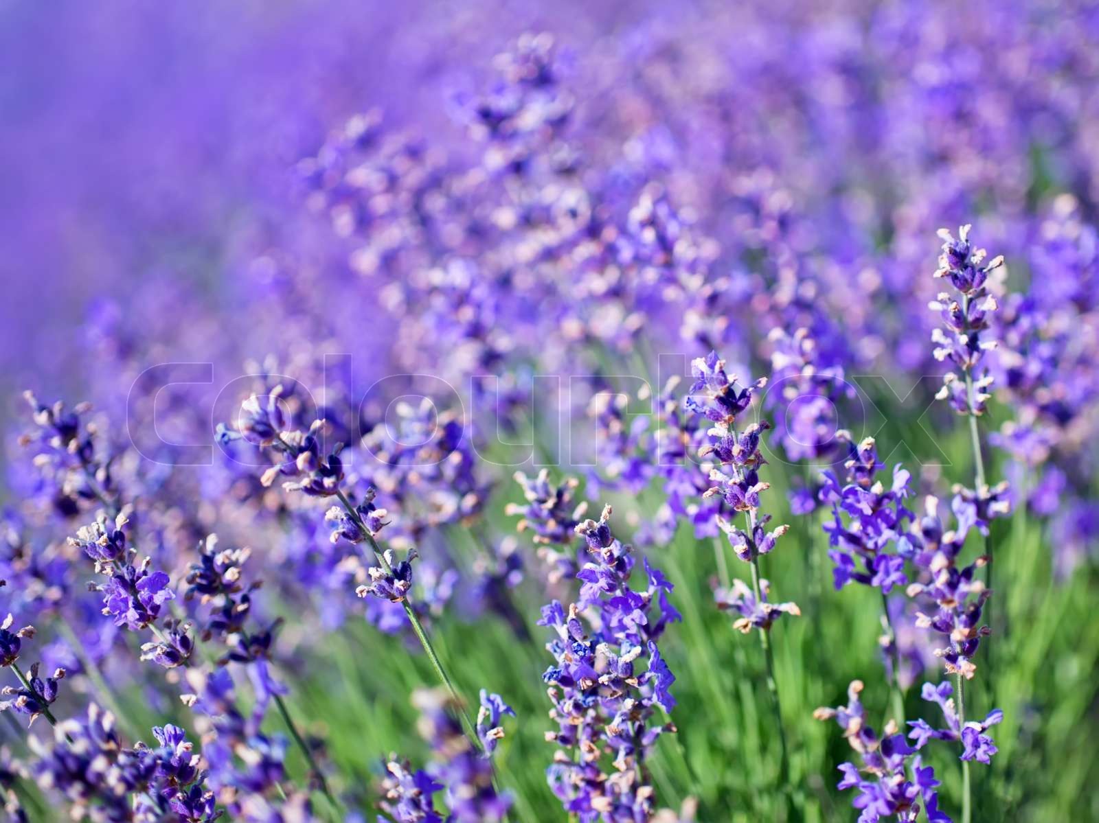beautiful, july, nature | Stock image | Colourbox