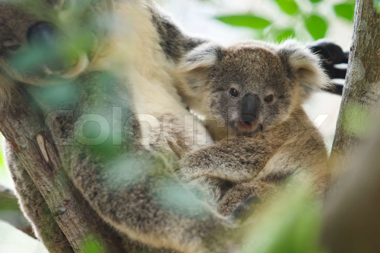 Koala | Stock image | Colourbox