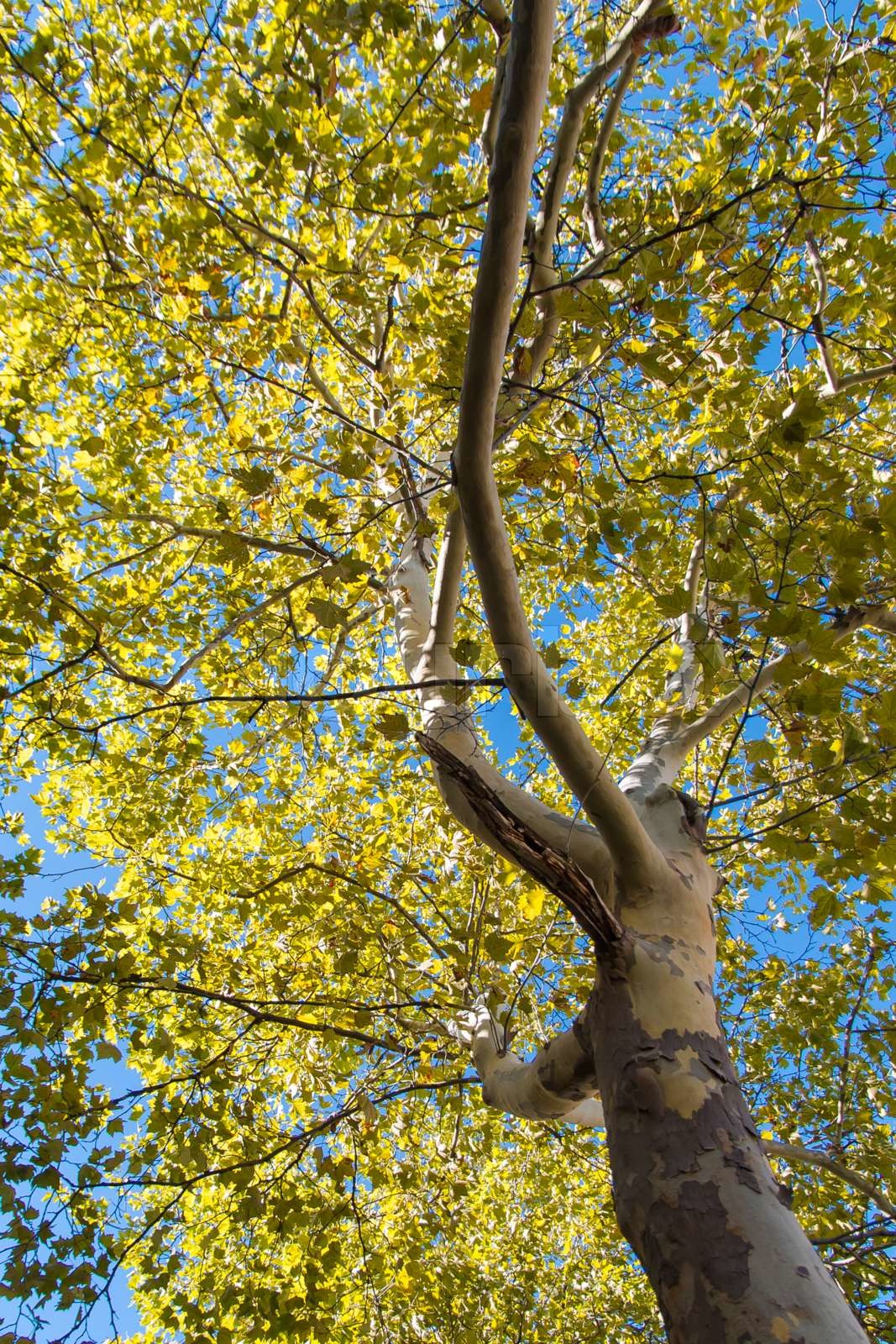 Sycamore tree | Stock image | Colourbox