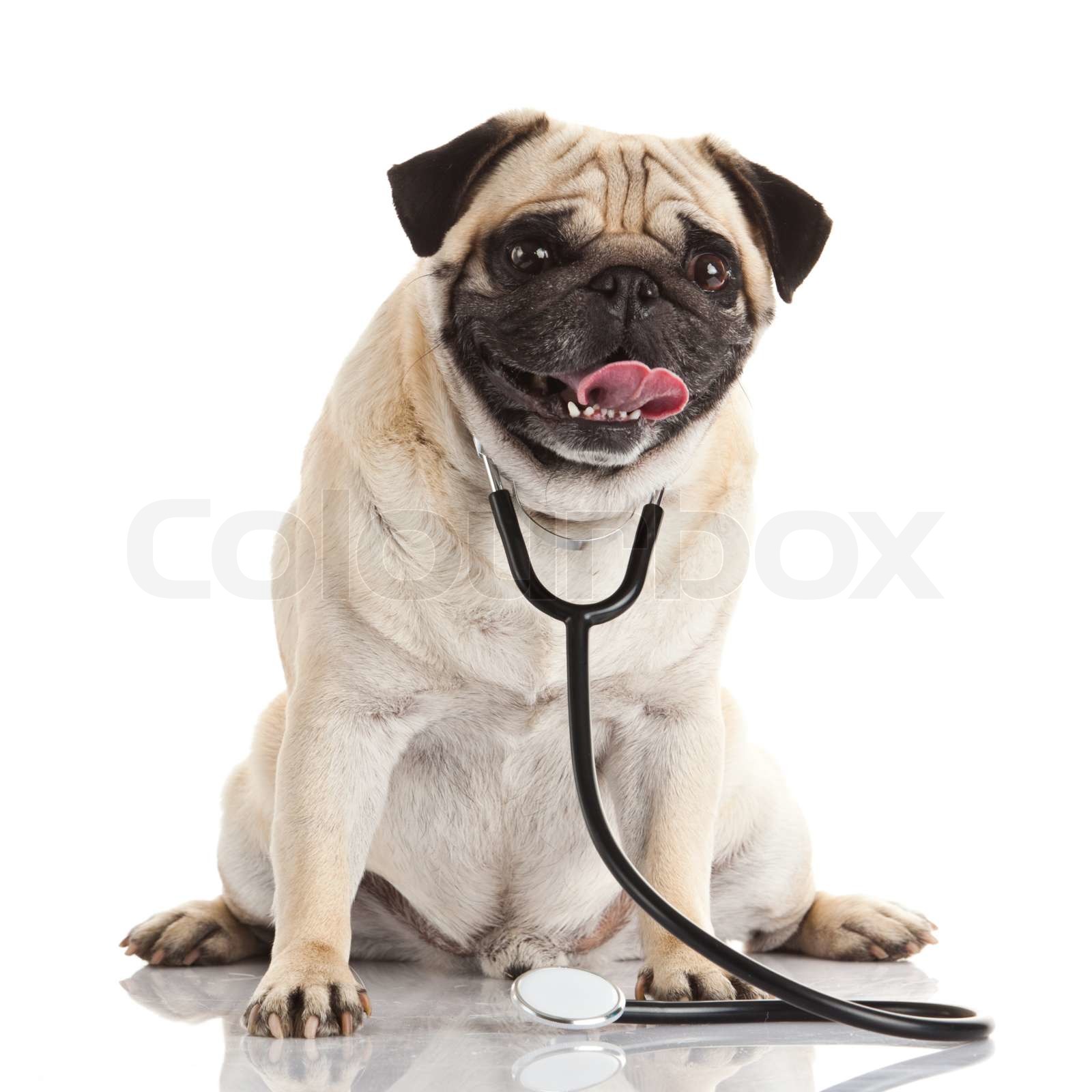 dog with stethoscope. | Stock image | Colourbox
