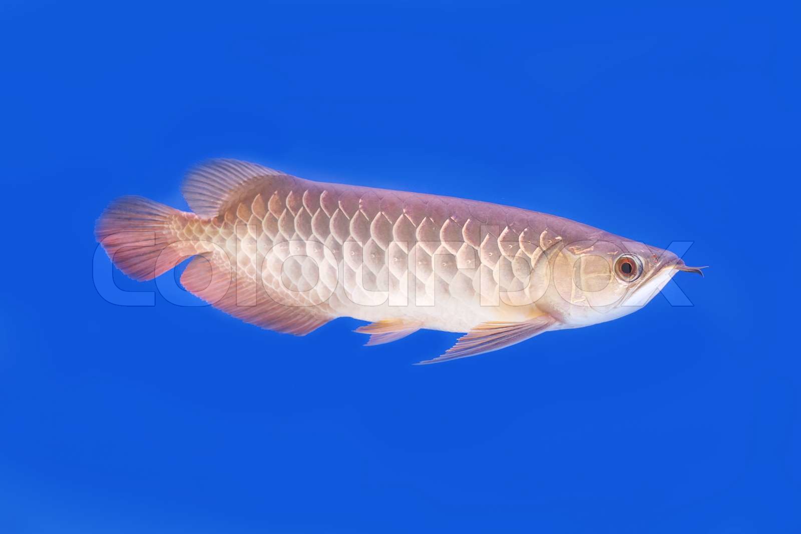 arowana fish (Scleropages aureus) | Stock image | Colourbox