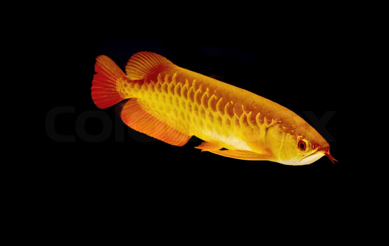 arowana fish (Scleropages aureus) | Stock image | Colourbox
