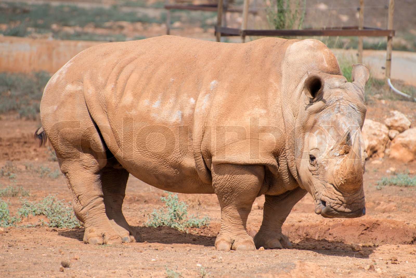 Rhino in national park. Family Rhinocerotidae. | Stock image | Colourbox