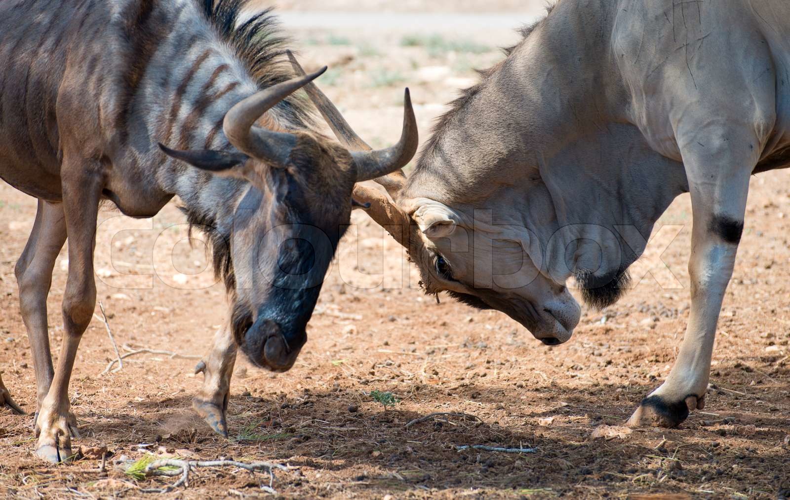 Blue wildebeest fighting in national park. Connochaetes taurinus ...