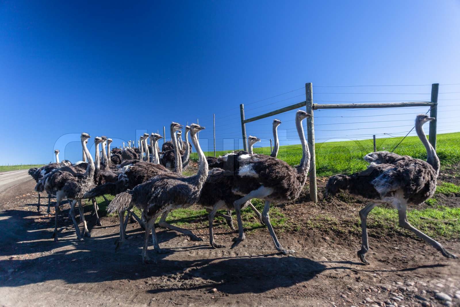 Ostrich Flock Farming | Stock image | Colourbox