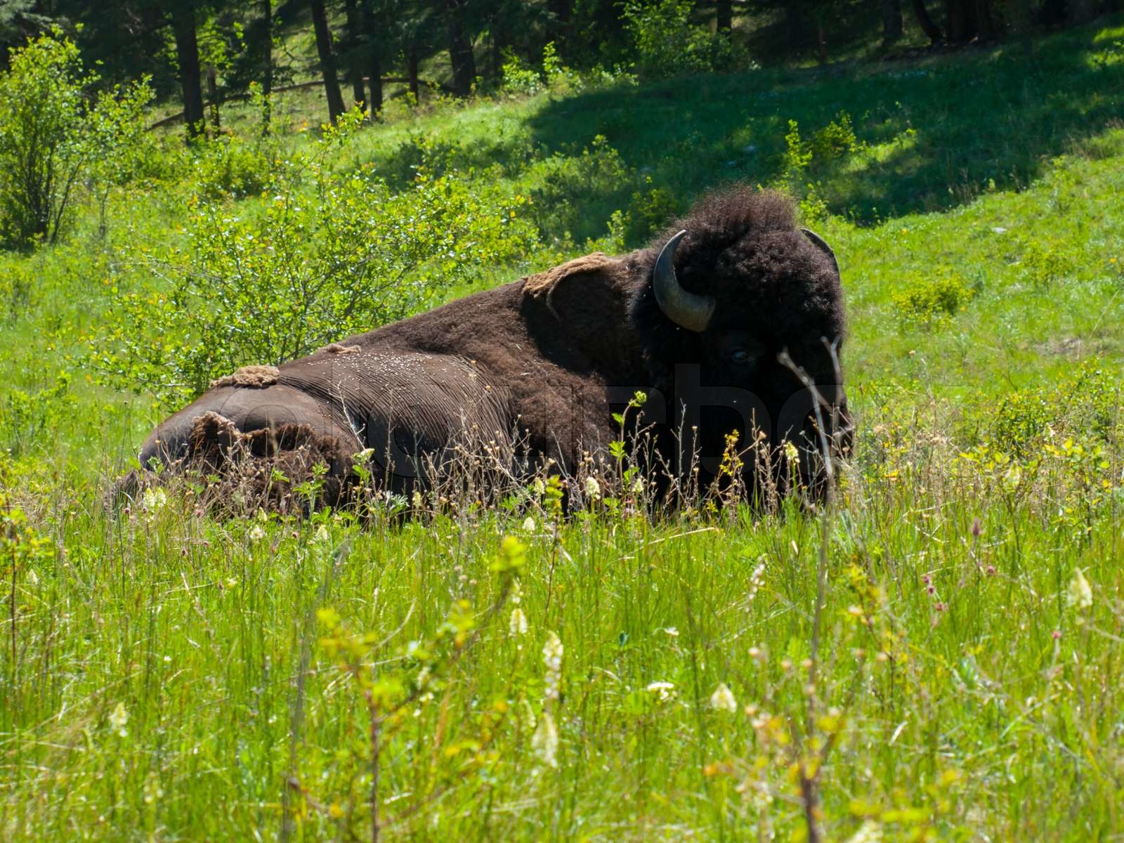 Large American Bison at the National Bison Range in Montana, USA ...