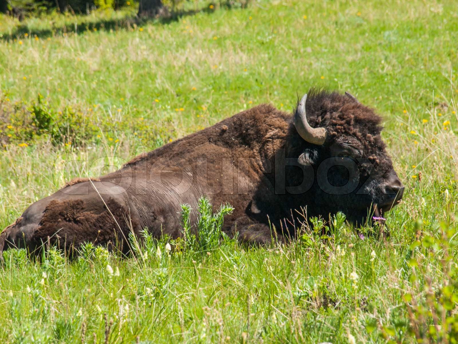 Large American Bison at the National Bison Range in Montana, USA ...