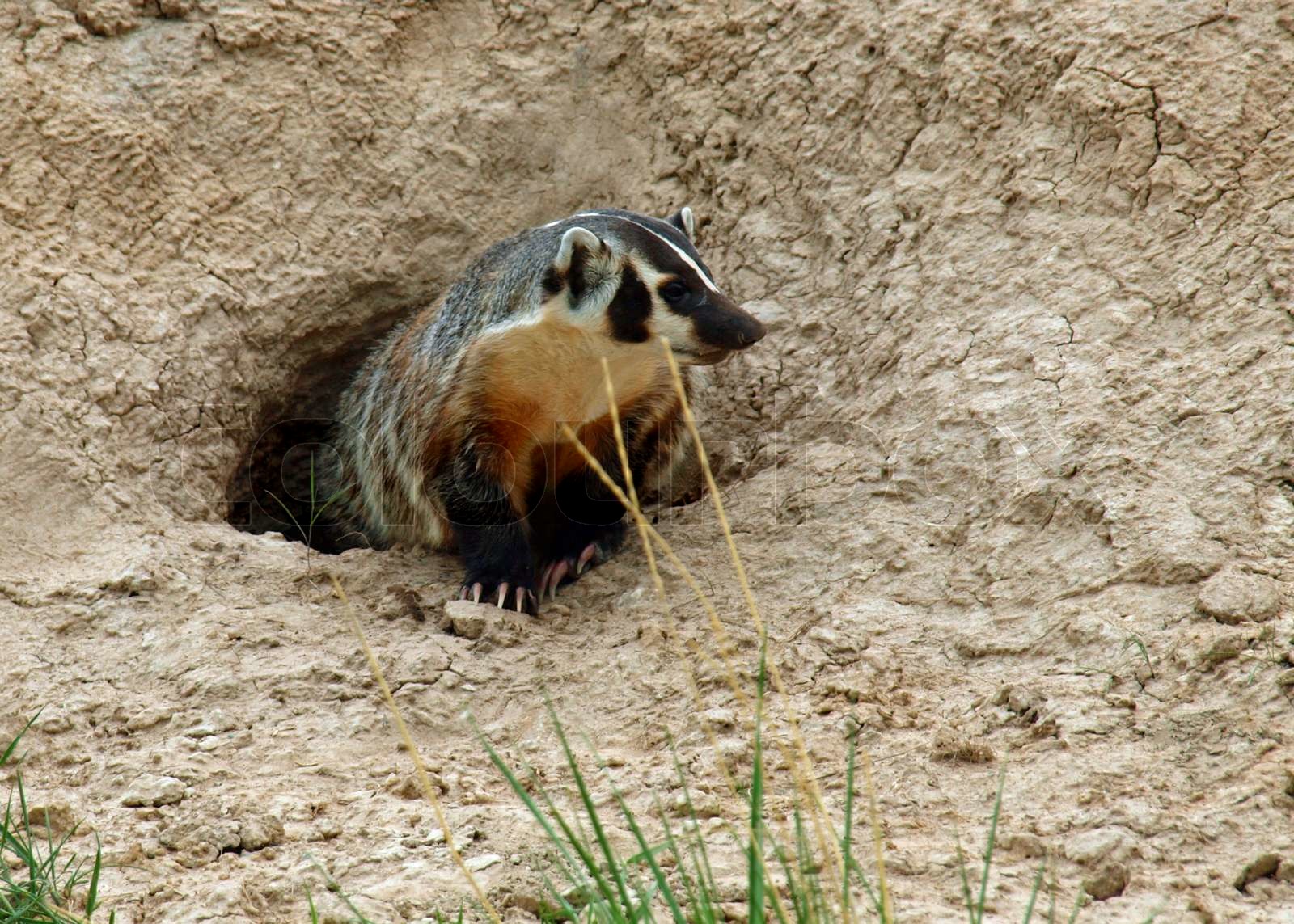 An American Badger at the Entrance of its Burrow | Stock image | Colourbox