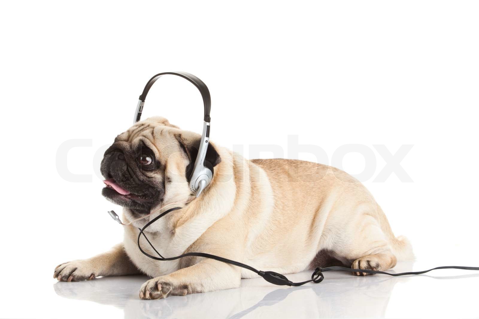 dog with headphones. | Stock image | Colourbox