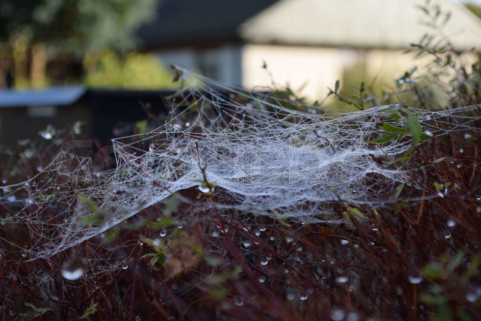 dense spider web with dew drops | Stock image | Colourbox