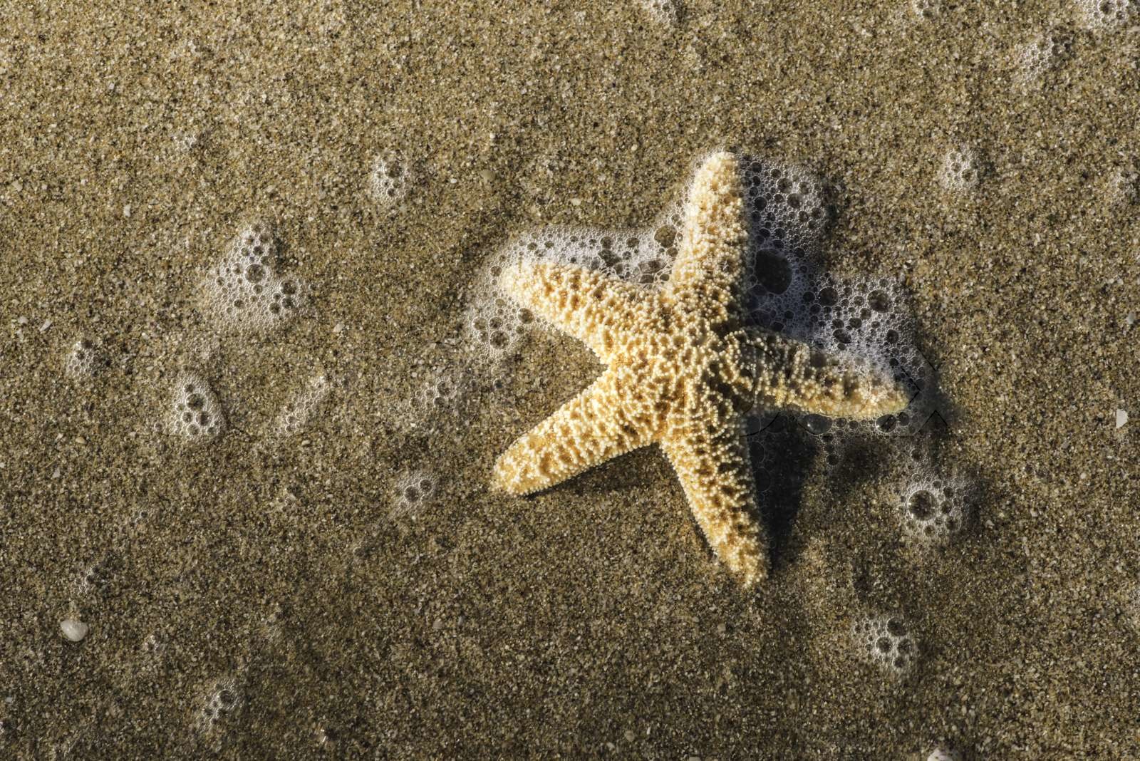 Starfish into the waves | Stock image | Colourbox