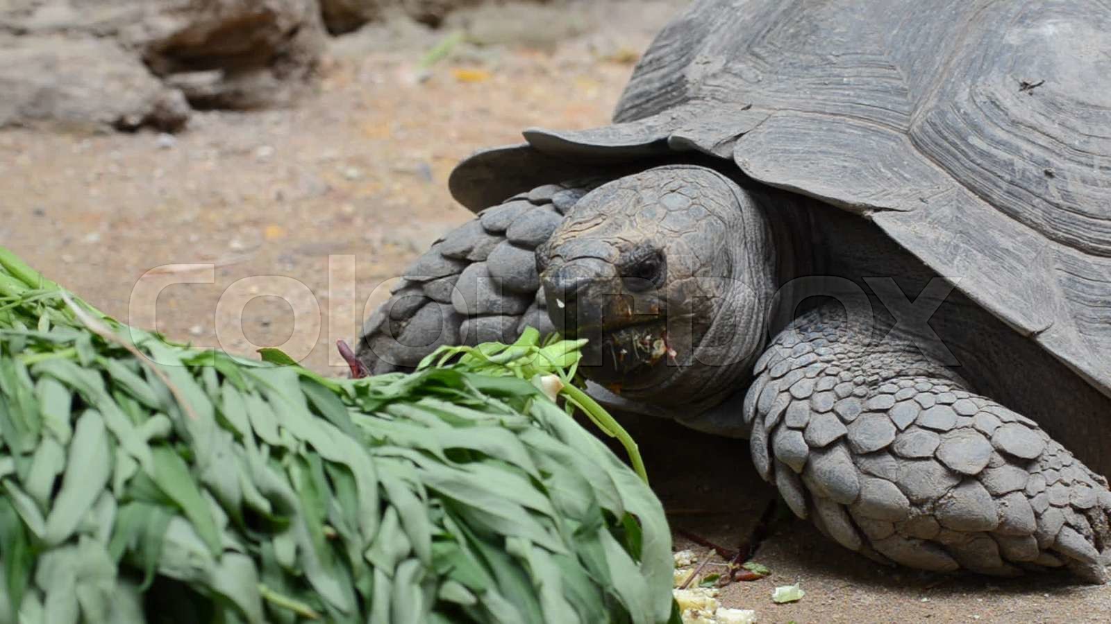 Turtle eating vegetable | Stock video | Colourbox