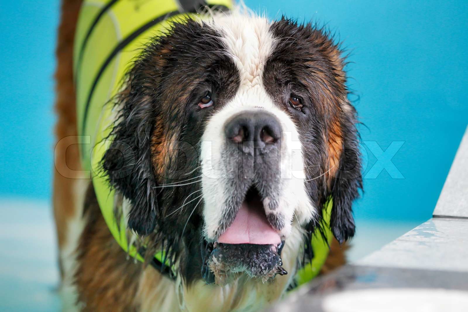 Do Saint Bernards Like To Swim