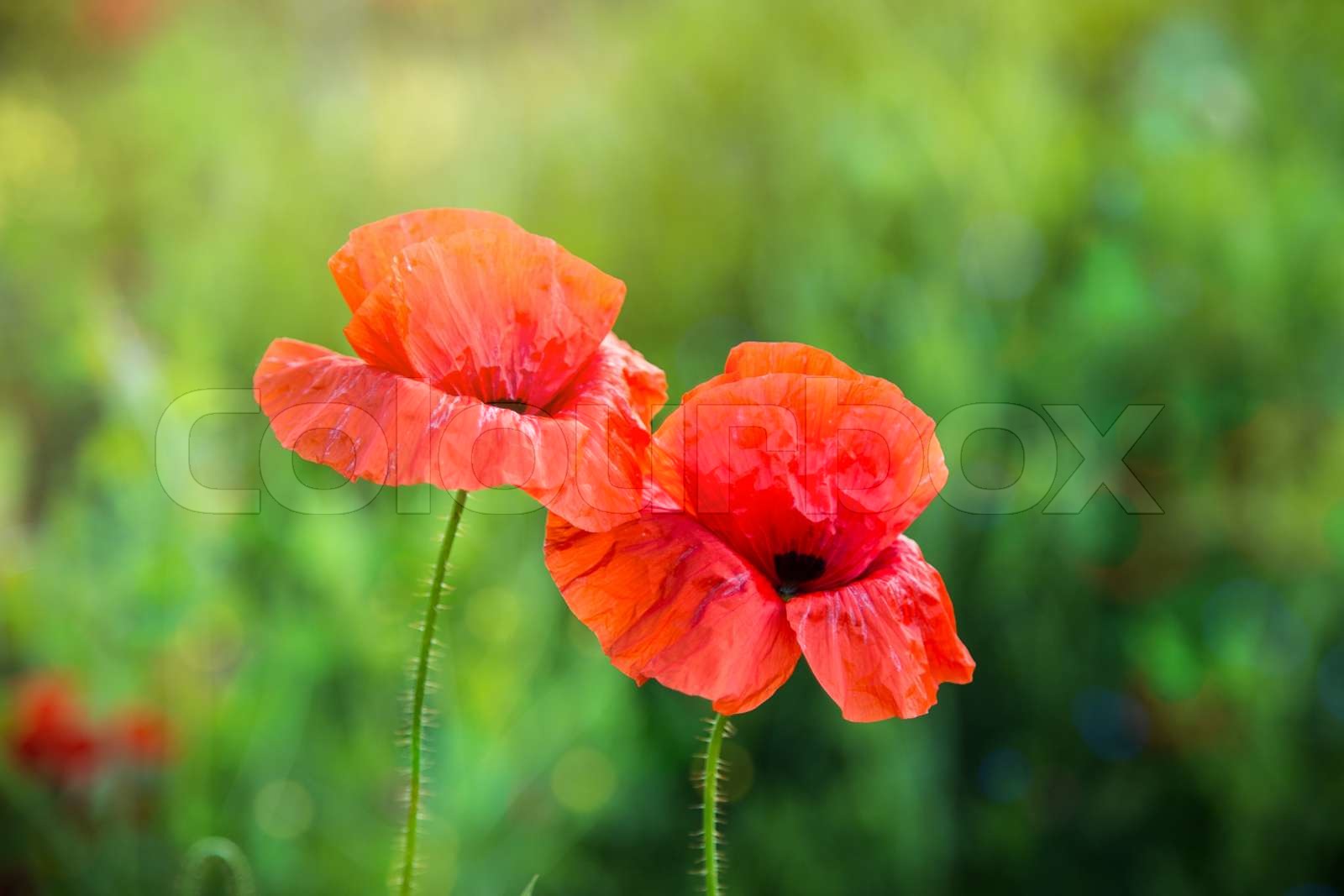 red poppy | Stock image | Colourbox