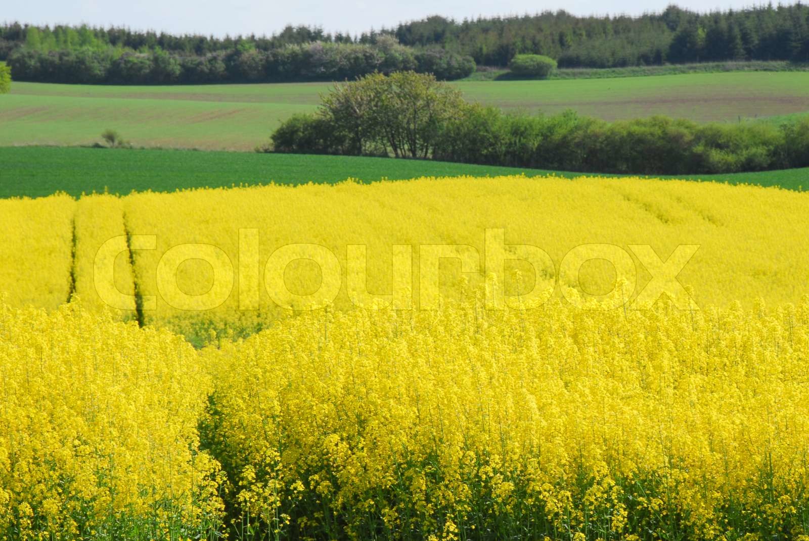 felder, raps, acker | Stock Bild | Colourbox