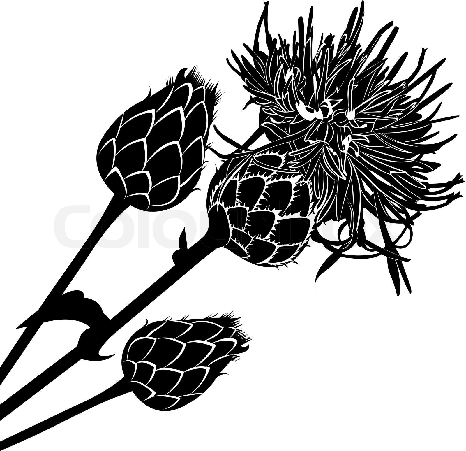 thistle | Stock vector | Colourbox