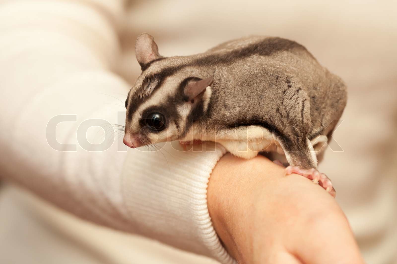 Sugar glider, arboreal gliding possum seats on the hand | Stock image ...