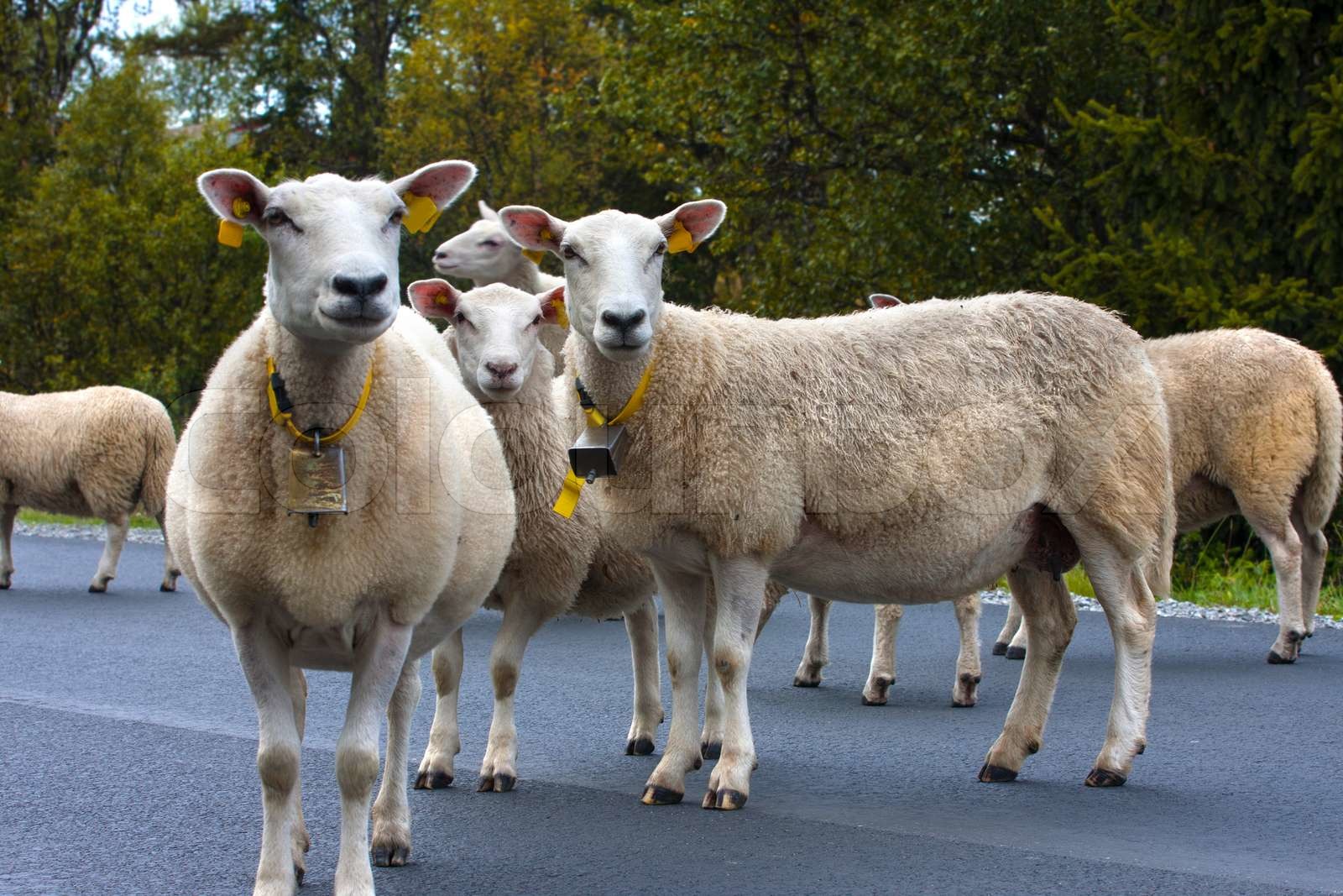 ewe | Stock image | Colourbox