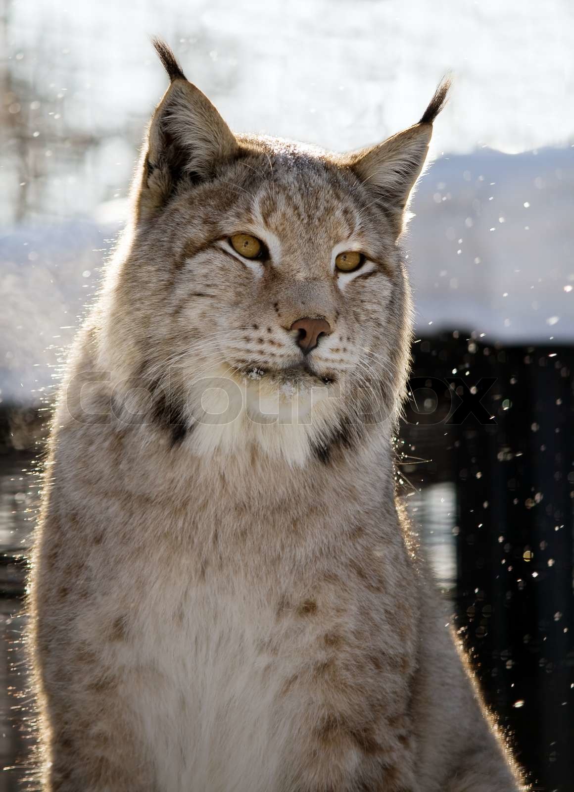 Lynx | Stock image | Colourbox