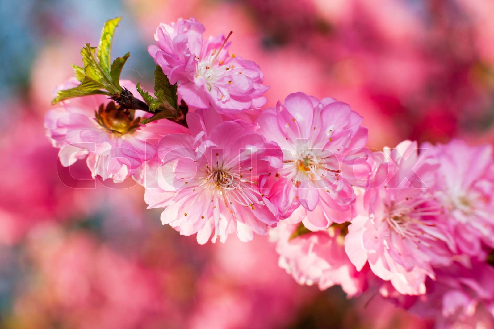 Sakura | Stock image | Colourbox