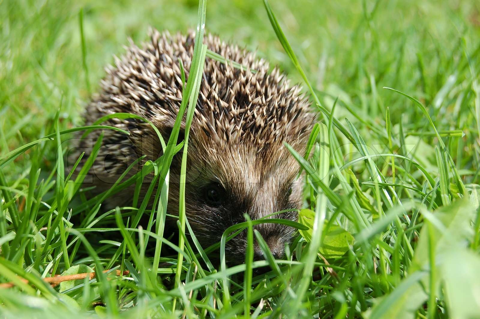 Pindsvin | Stock image | Colourbox