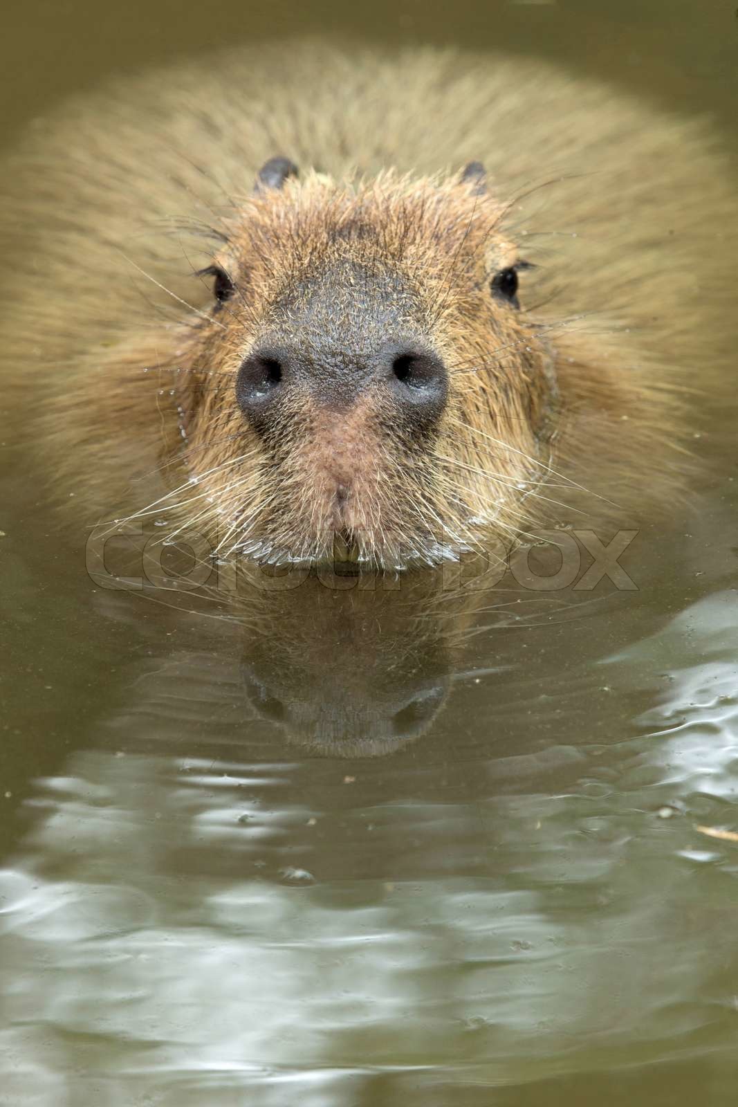 Capybara | Stock image | Colourbox