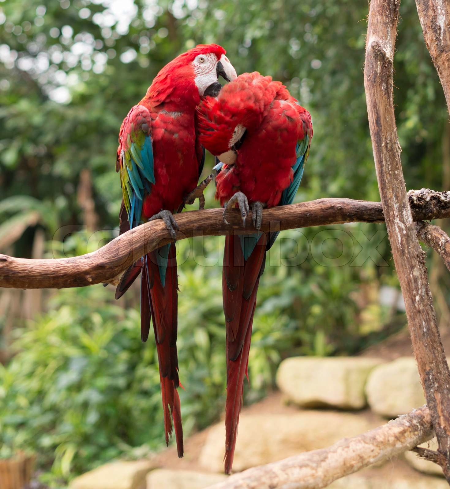 couple of red parrots in love | Stock image | Colourbox