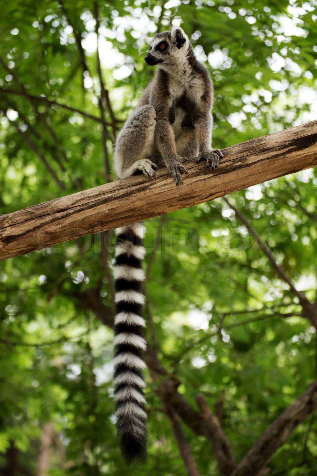 Ring-tailed lemur | Stock image | Colourbox