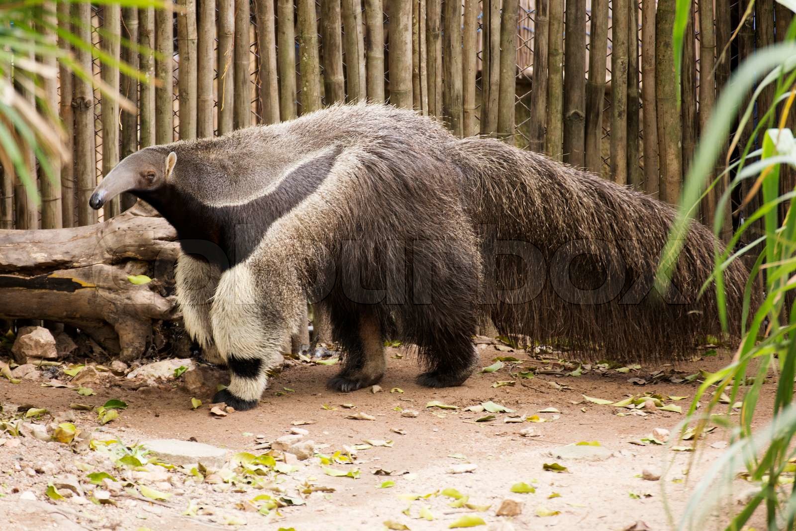 giant ant eater | Stock image | Colourbox