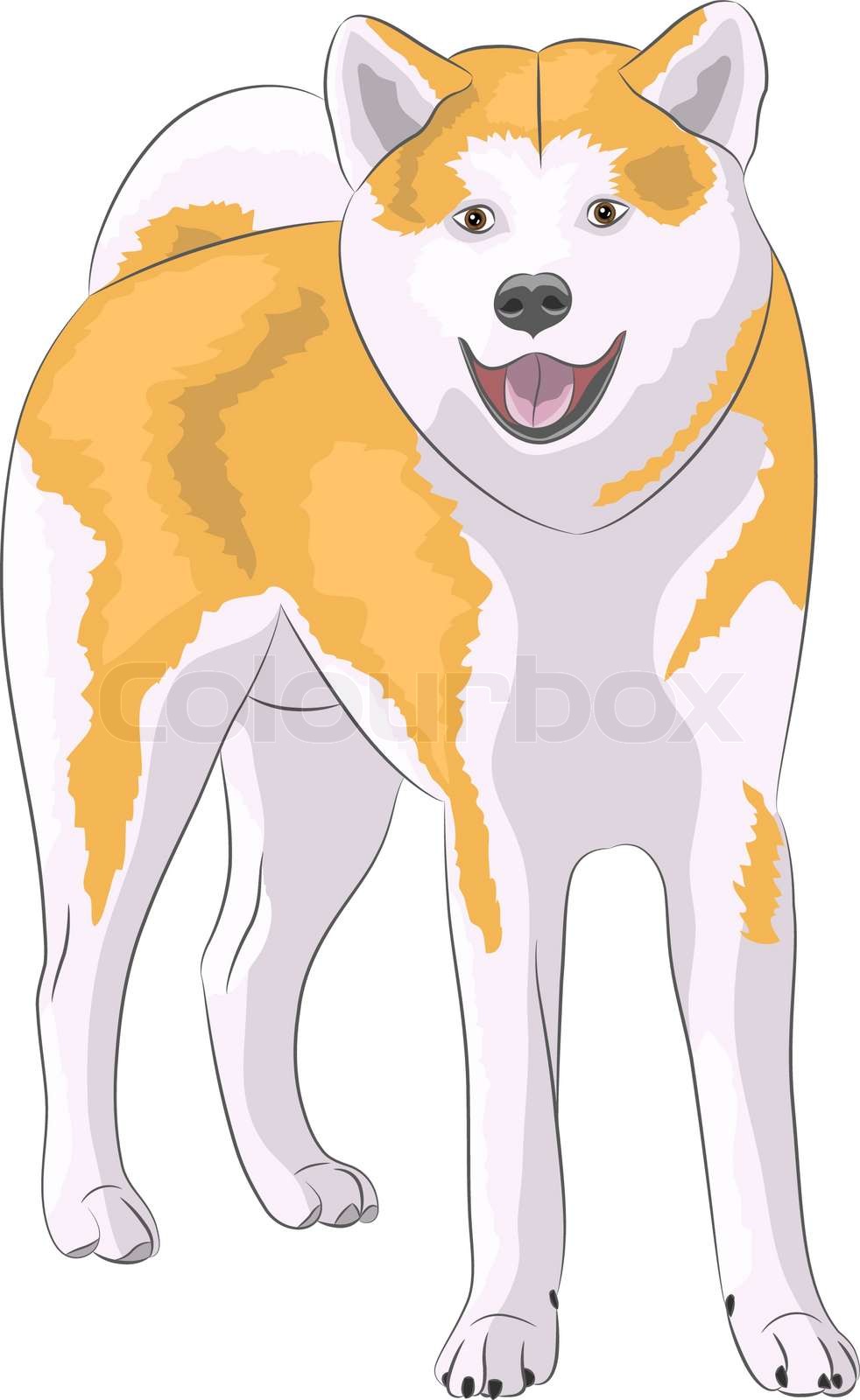 Vector dog breed Akita Inu. | Stock vector | Colourbox