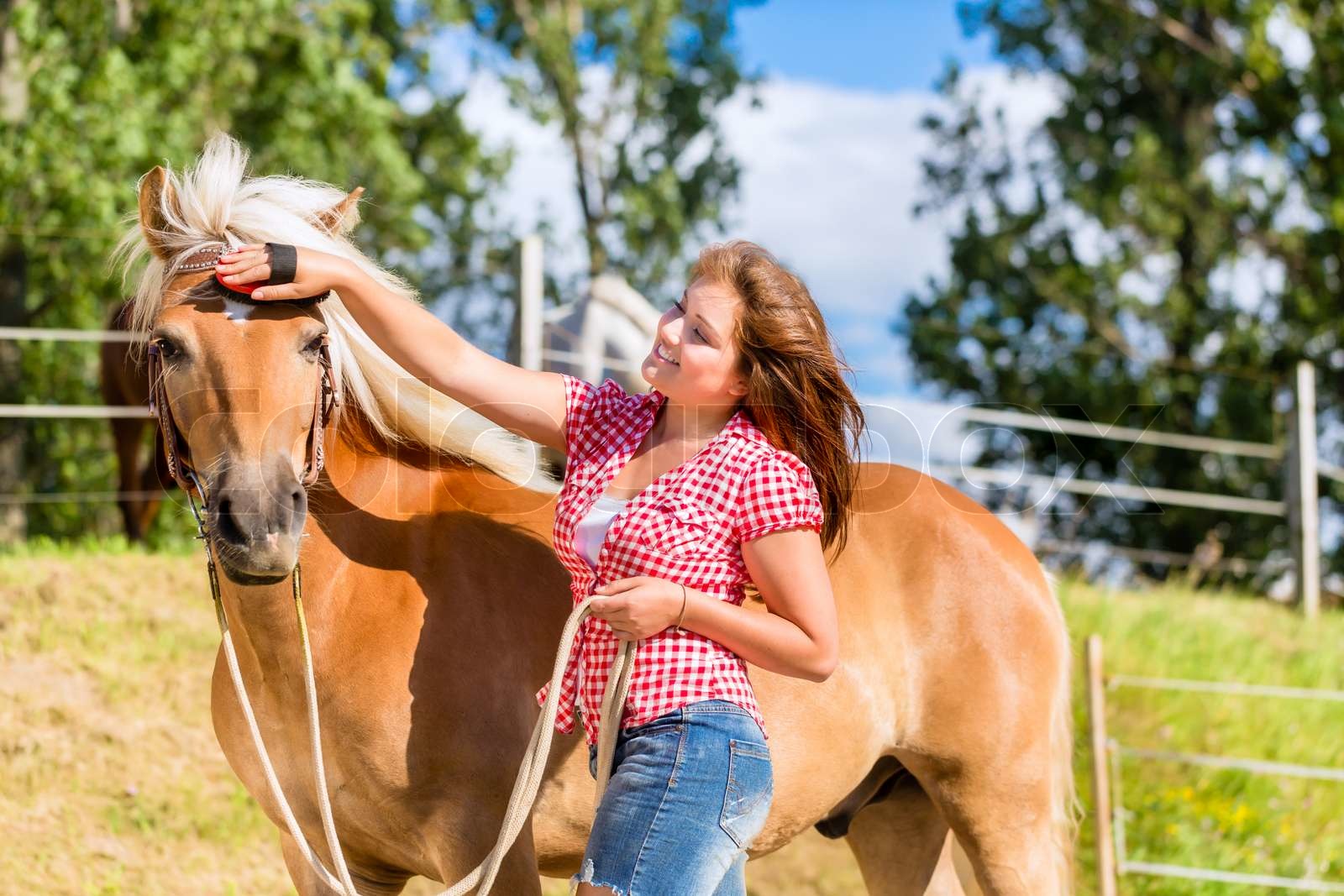 Woman combing pony on horse stable | Stock image | Colourbox