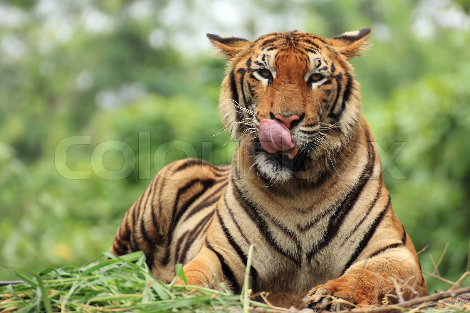 Bengal Tiger. | Stock image | Colourbox