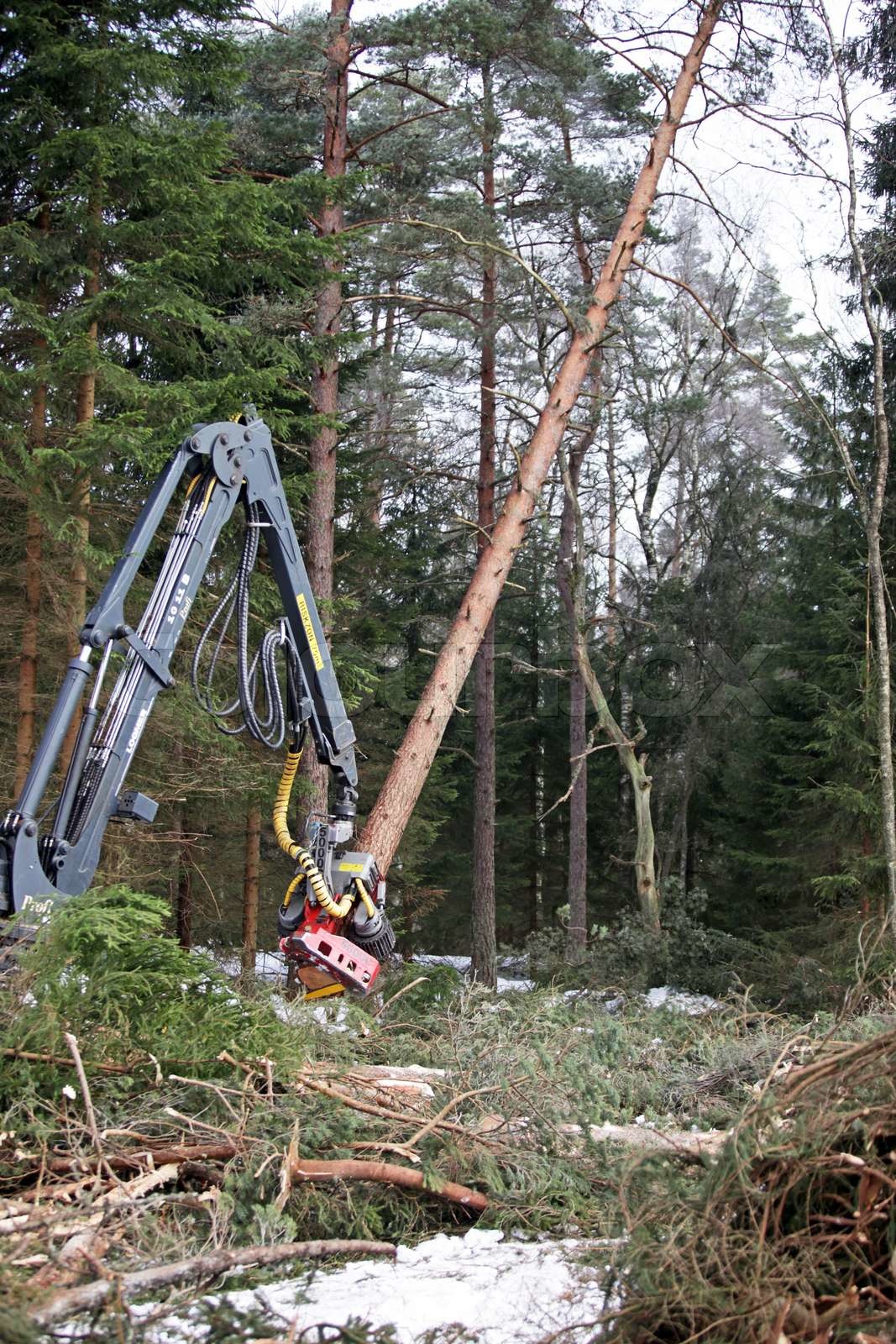 logging in sweden | Stock image | Colourbox