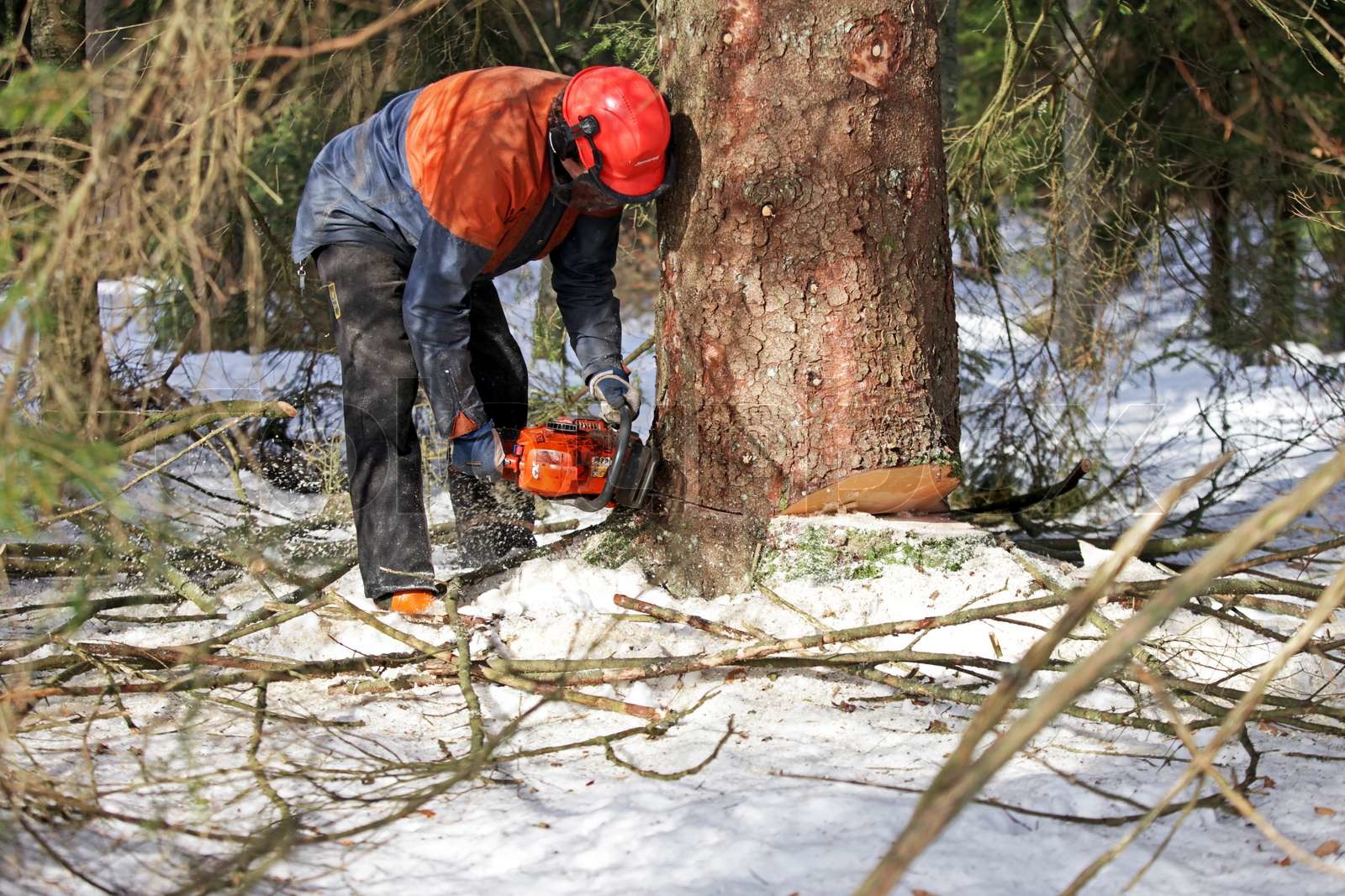 logging in sweden | Stock image | Colourbox