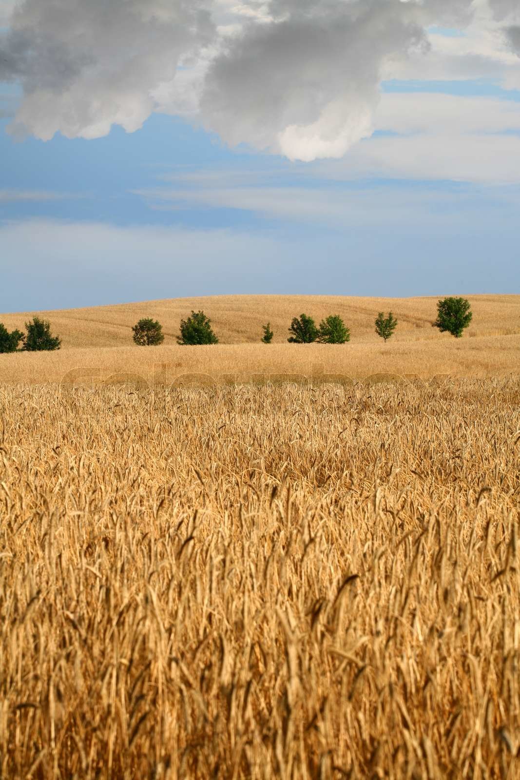 große Getreide-Feld in im Sommer in Dänemark | Stock Bild | Colourbox