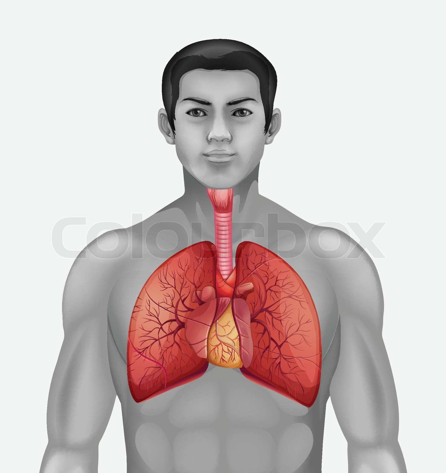 lunger, blod, knoglemarv | Stock vektor | Colourbox