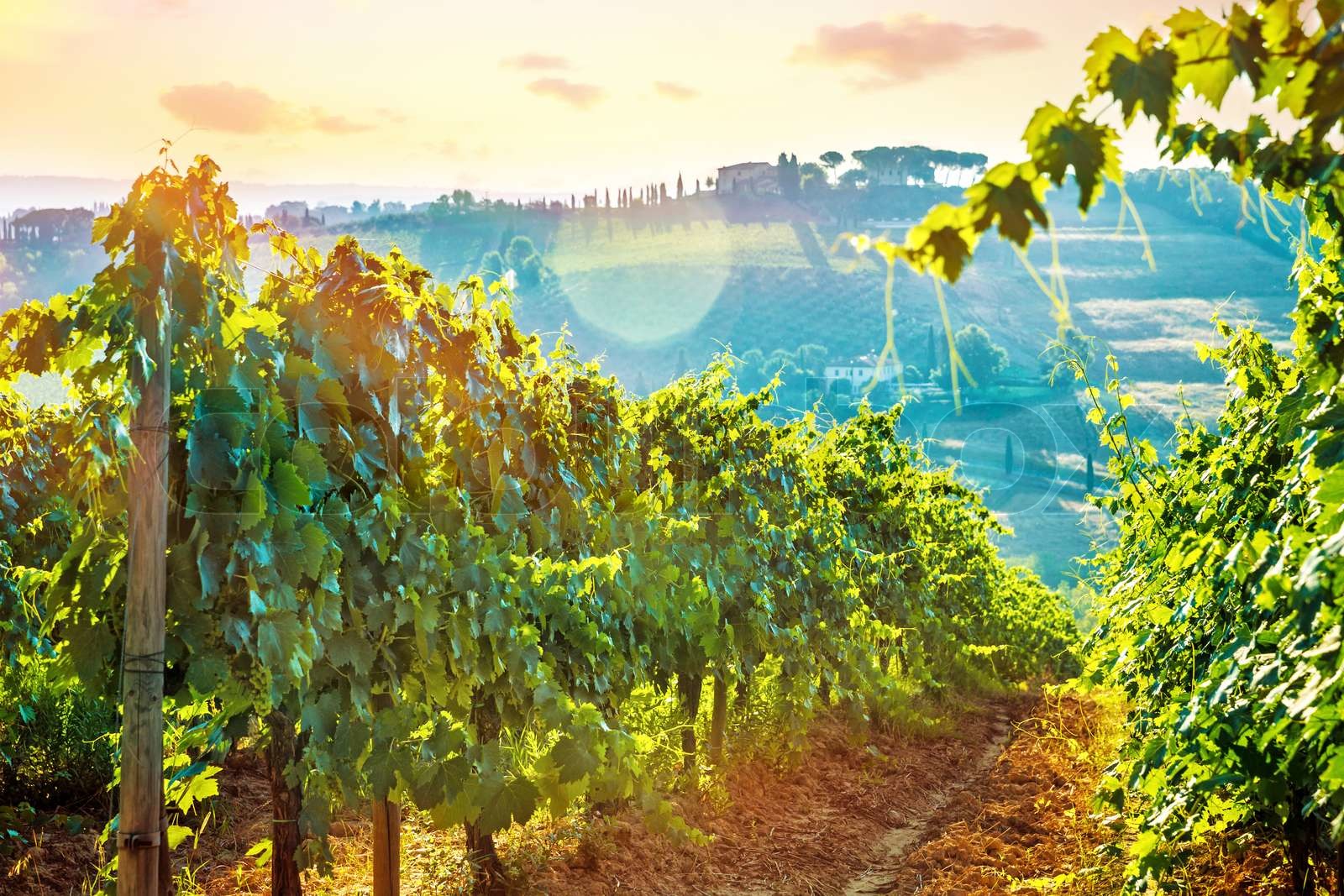 Beautiful grape field valley | Stock image | Colourbox