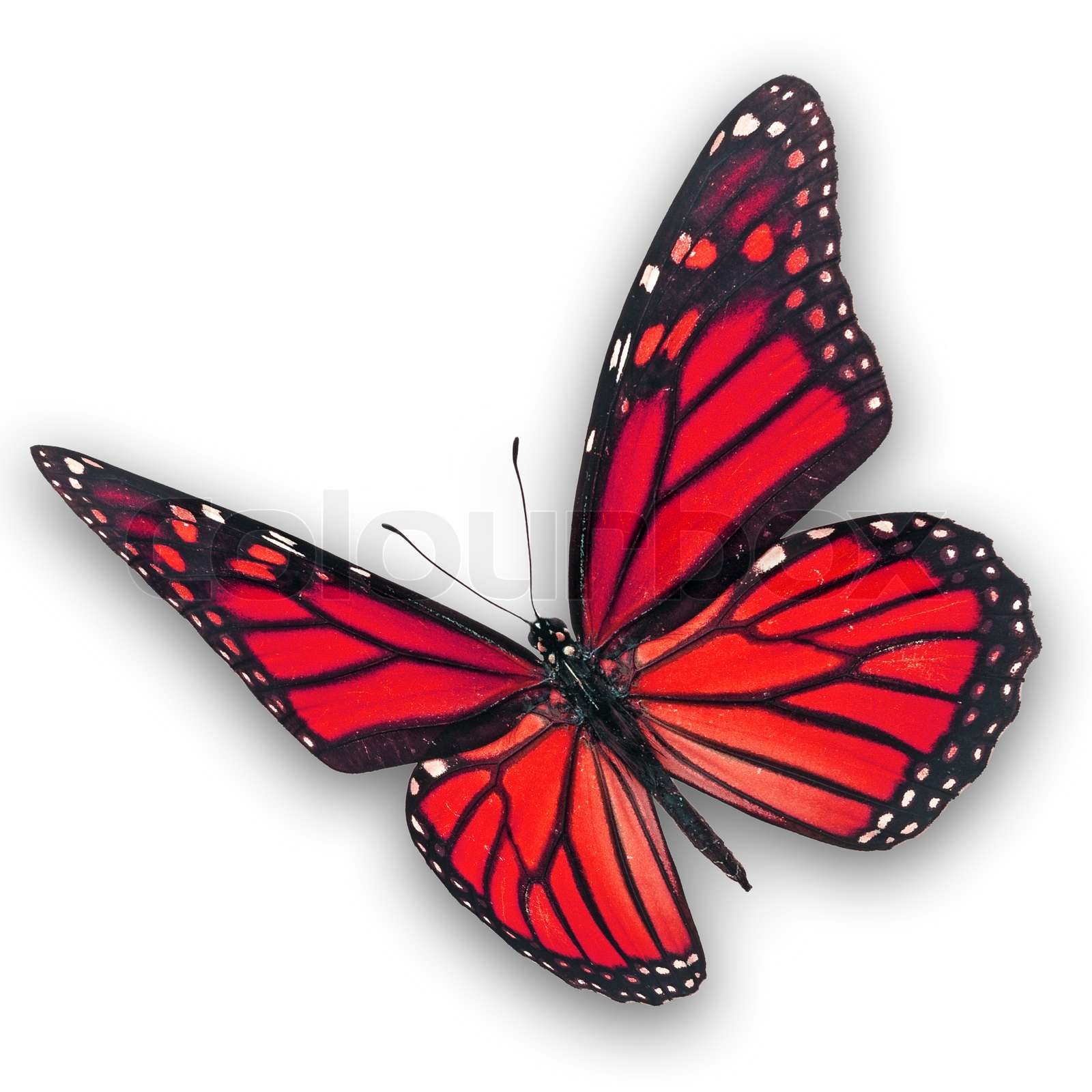 red butterfly flying | Stock image | Colourbox