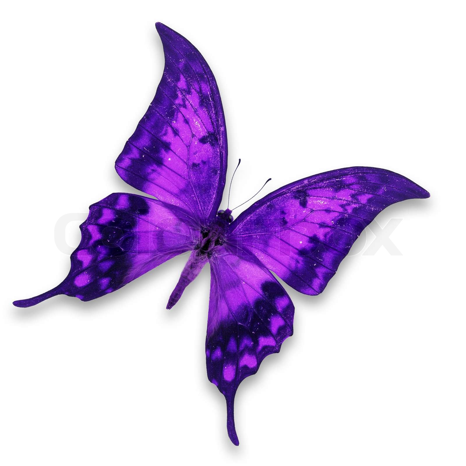 Beautiful Purple Butterfly Pictures