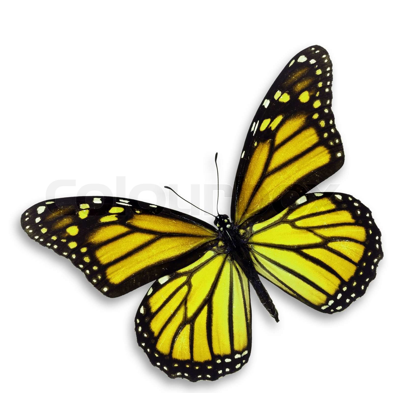 Yellow Butterfly | Stock image | Colourbox