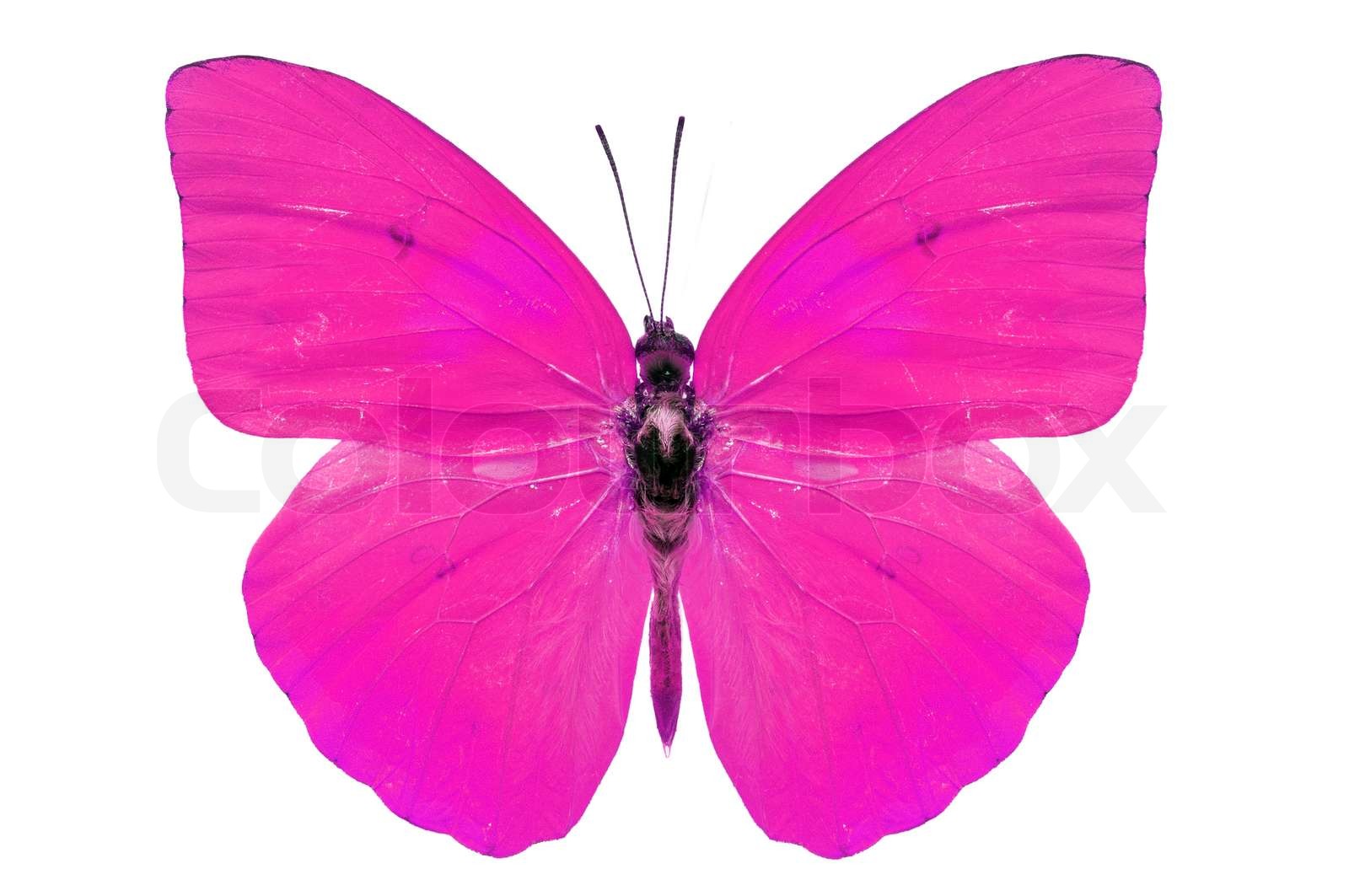 pink butterfly | Stock image | Colourbox