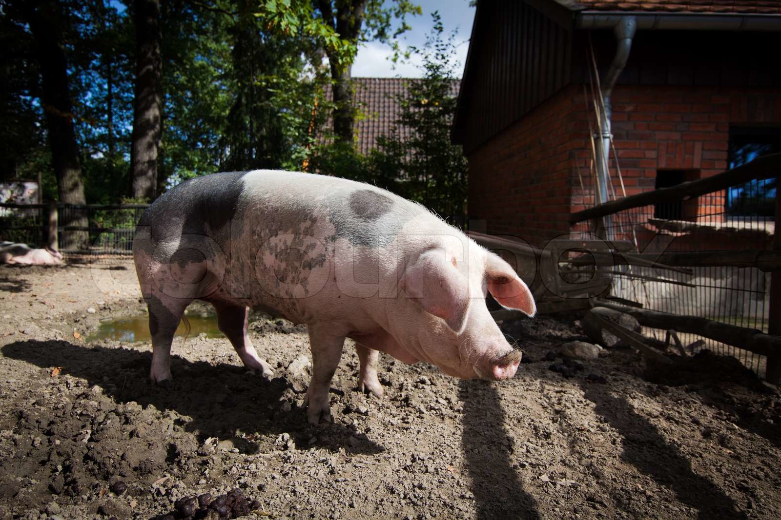 big pig on a farm | Stock image | Colourbox