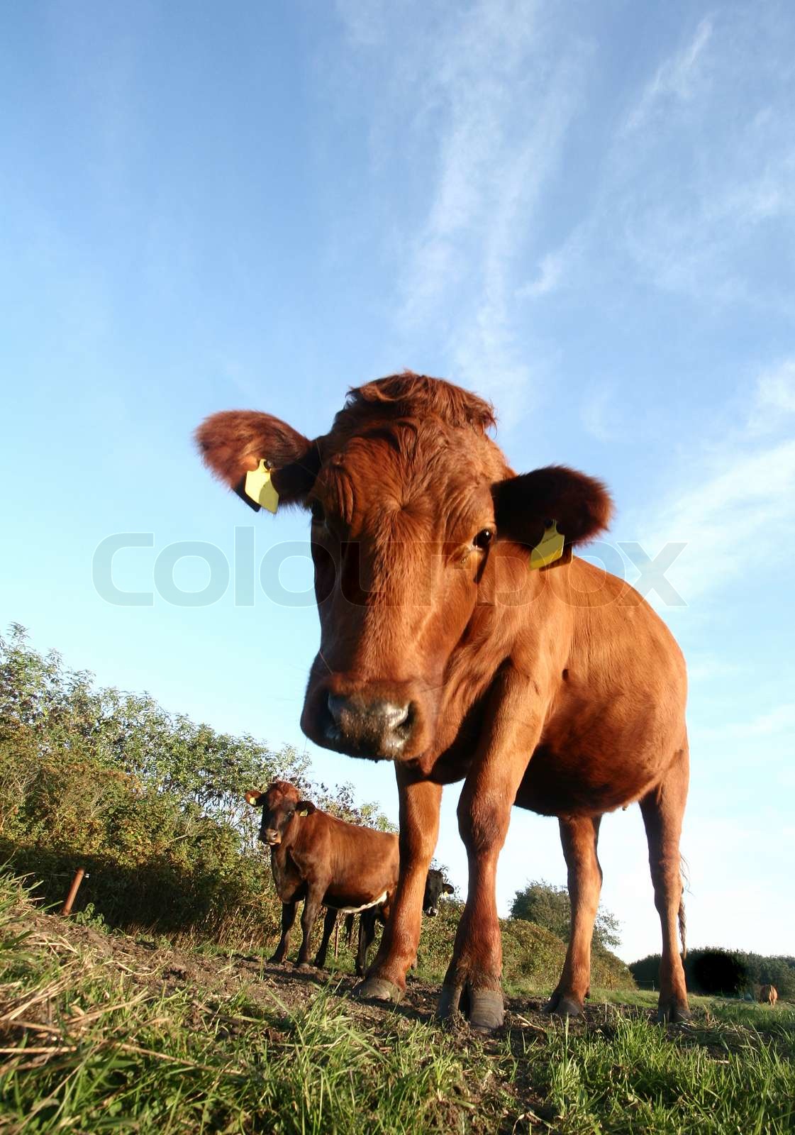 cows staring at the photographer | Stock image | Colourbox