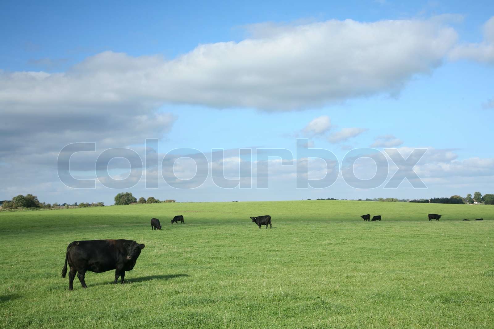 danmark, ko, landbrug | Stock foto | Colourbox