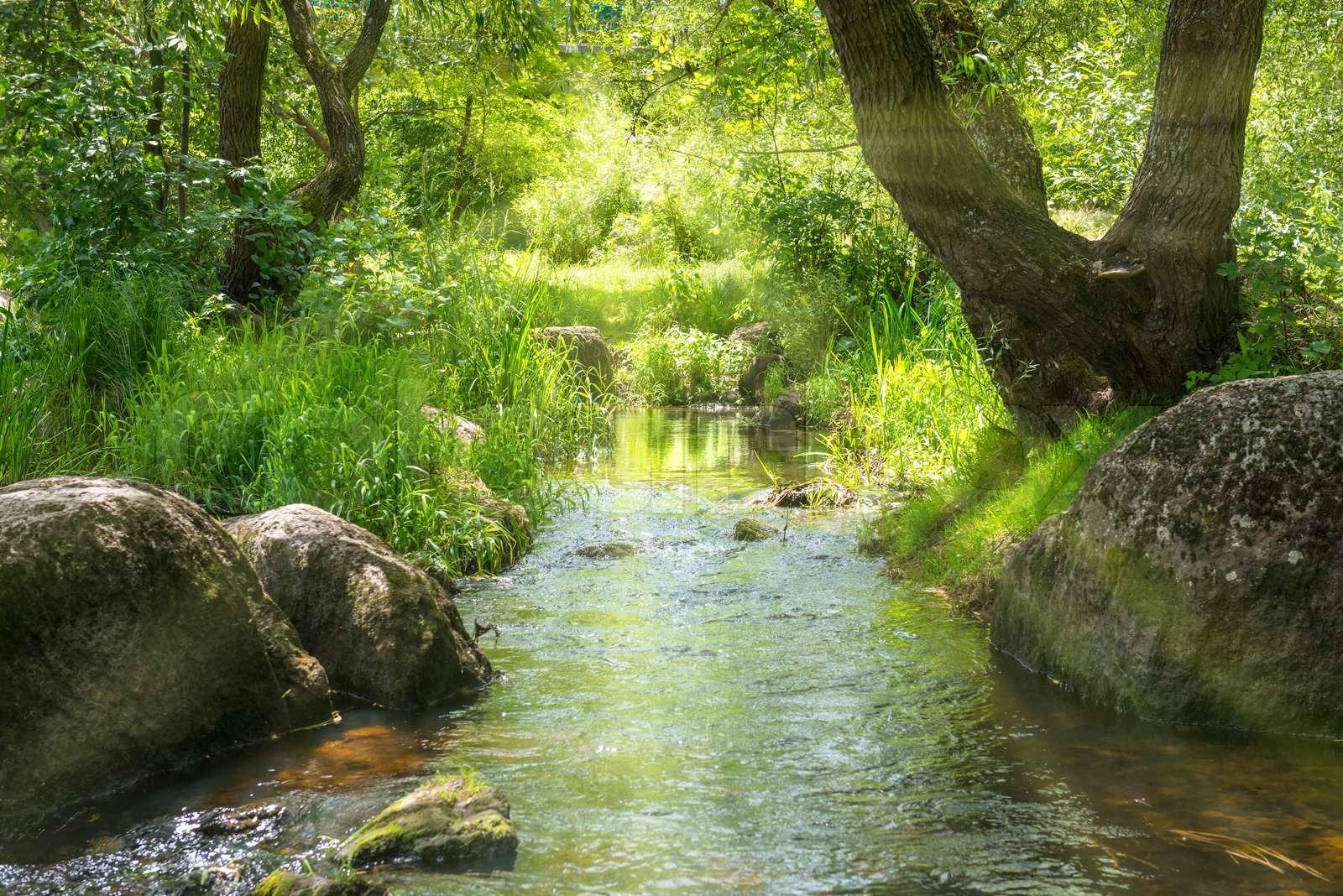 Stream in the tropical forest | Stock image | Colourbox