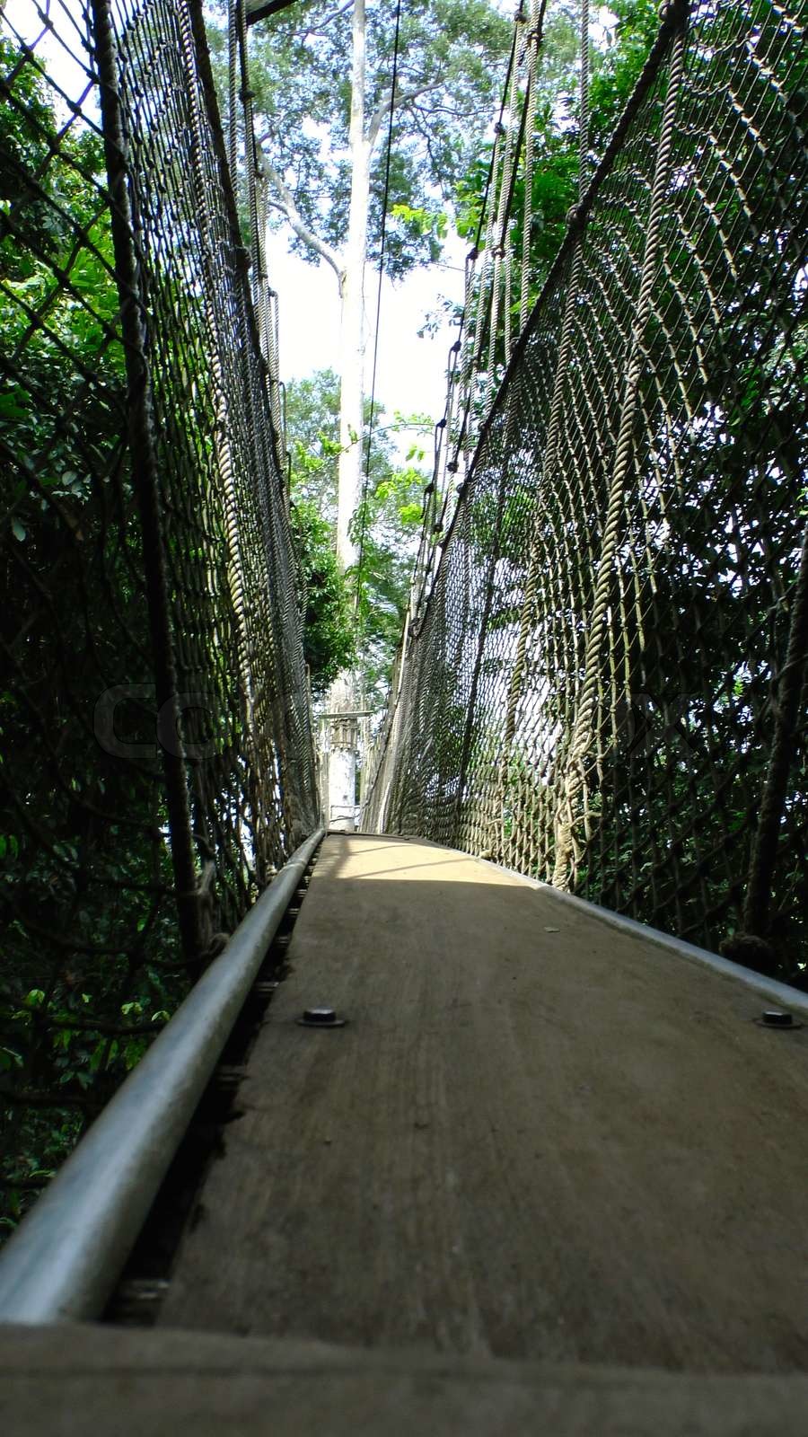 Akwaaba national park in Ghana | Stock image | Colourbox